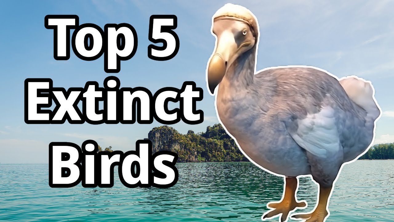 5 Extinct birds you NEED to know! - YouTube