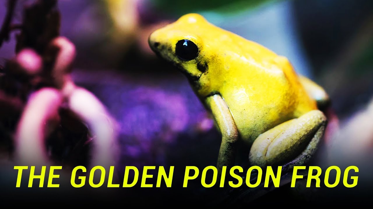 The Most Poisonous Frog in the World - YouTube