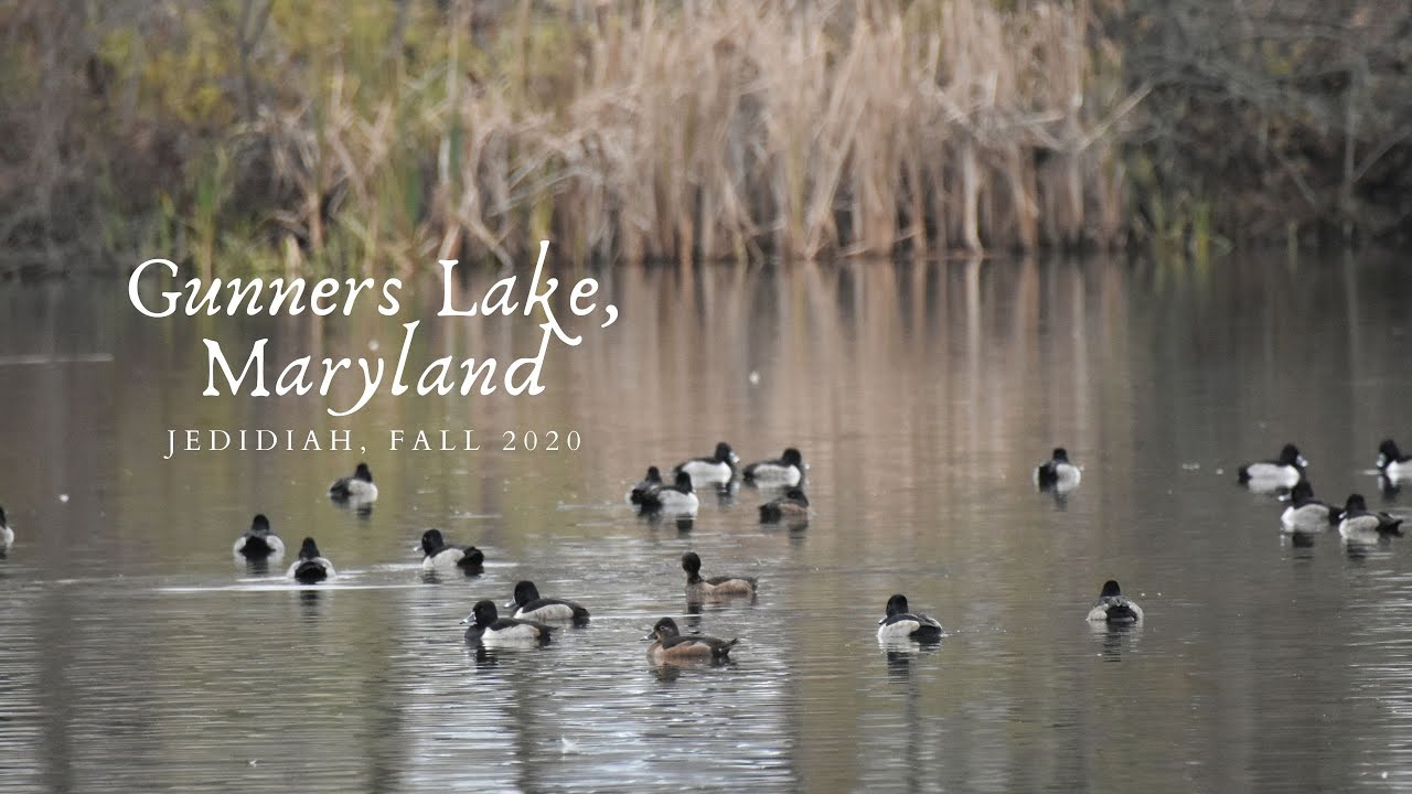 Birds of Gunners Lake, Maryland - YouTube