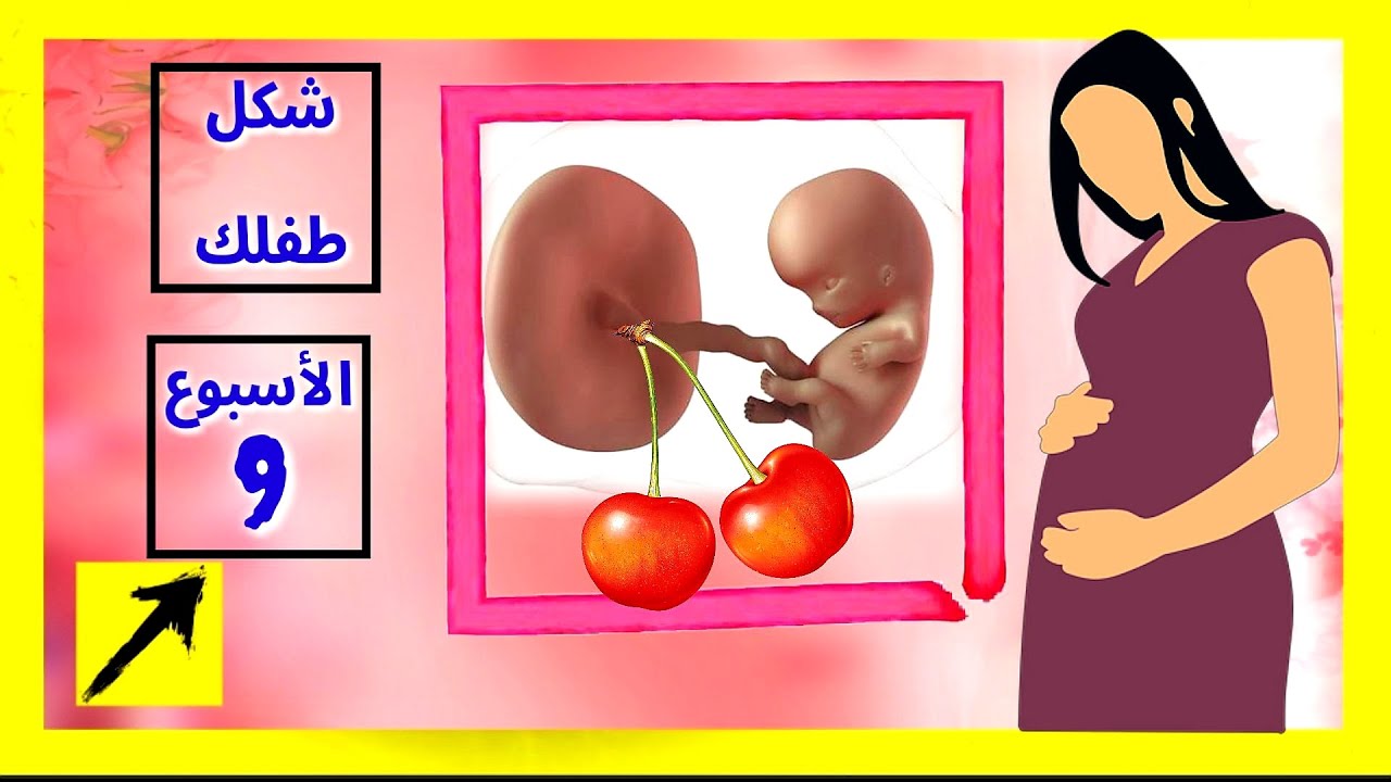 شكل الجنين في الاسبوع التاسع من الحمل Youtube