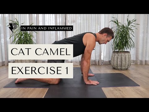 CAT CAMEL | Exercise 1 - YouTube