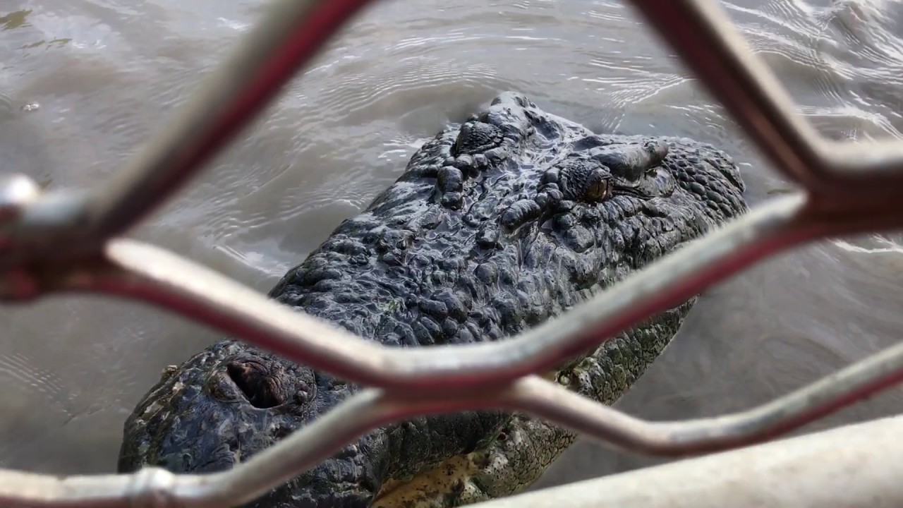 Jumping crocs - YouTube