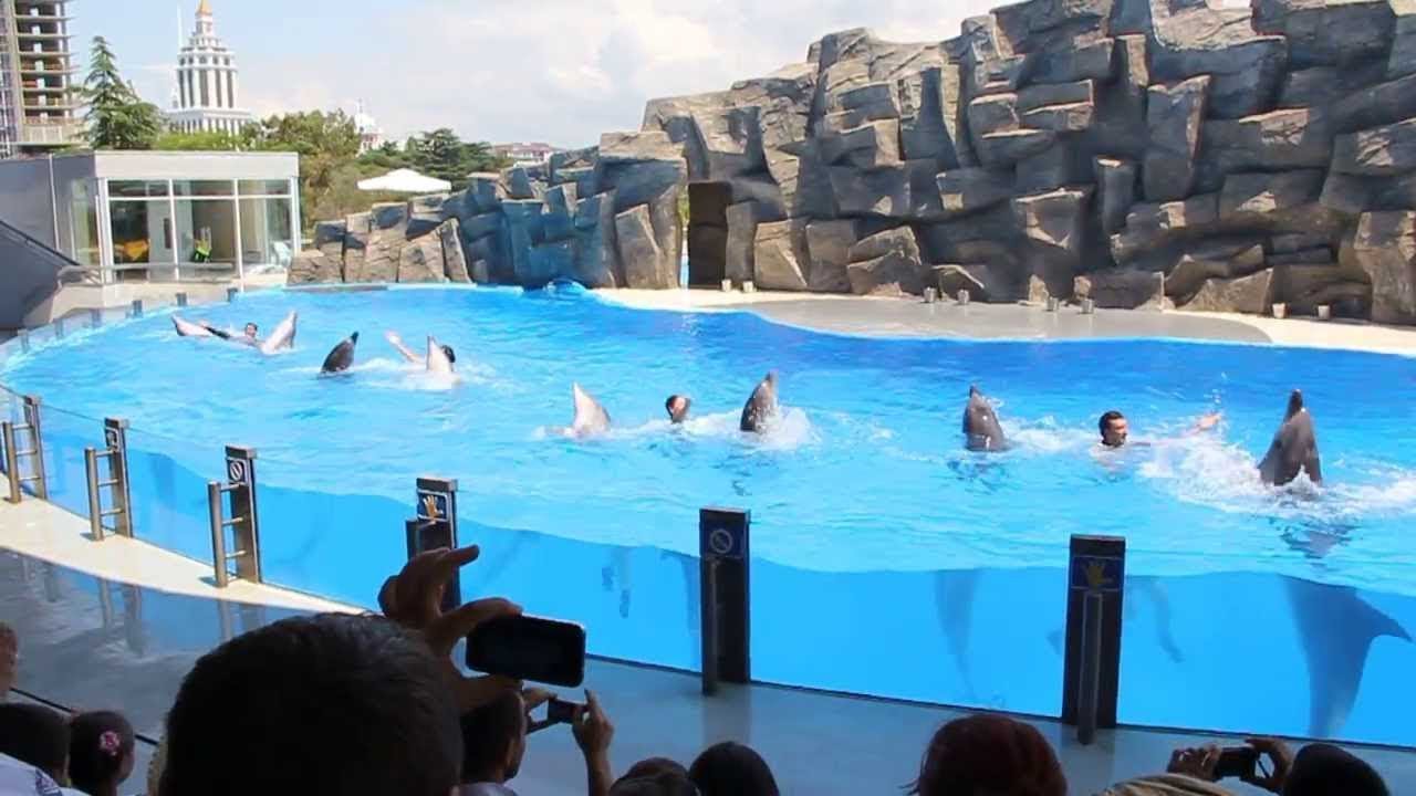 Batumi Dolphinarium Batumi Delfinariyası - YouTube