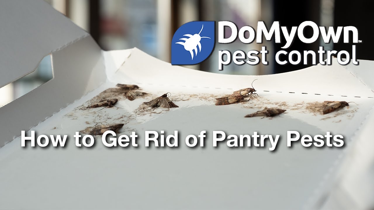 Pantry Pest Treatment | DoMyOwn.com - YouTube