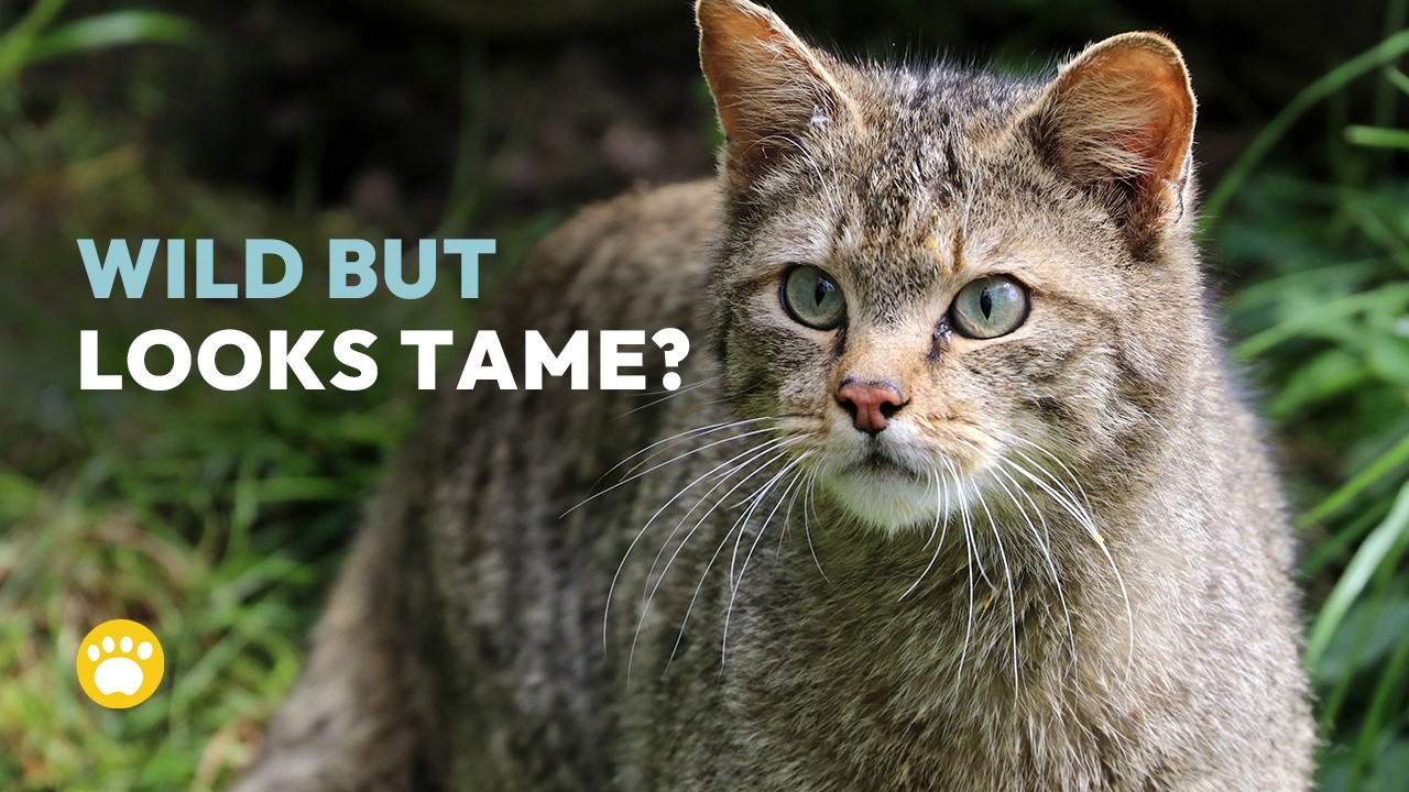 10 Wild Facts About the European Wildcat You Didn’t Know - YouTube