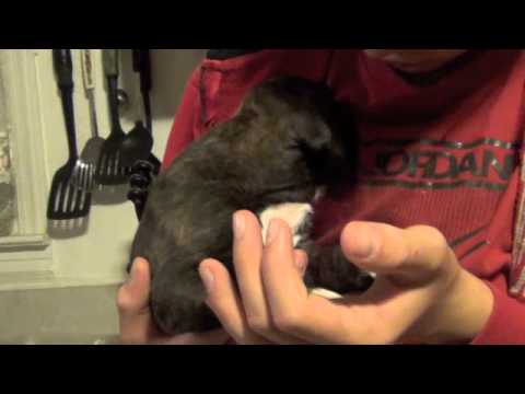 Meeting my new boxer dogs Bella and Ruby for the first time - YouTube