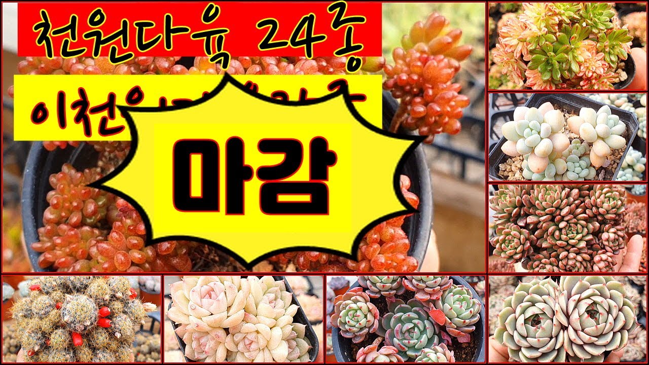 π3μ4μΌ λμλ€μ‘ πμ²μλ€μ‘24μ’
 μ΄μ²μλ€μ‘35μ’
λΆν° 109μ’
μμ μμ΄λ€ λ§λ보μΈμκ½νΌλλ€μ‘ μ²μμν볡μ΄μ²μμν볡착νκ°κ²©λ€μ‘λ€μ‘μ΄λ€μ‘μ΄ν€μ°κΈ°λ€μ‘μ΄λΆκ°μ΄