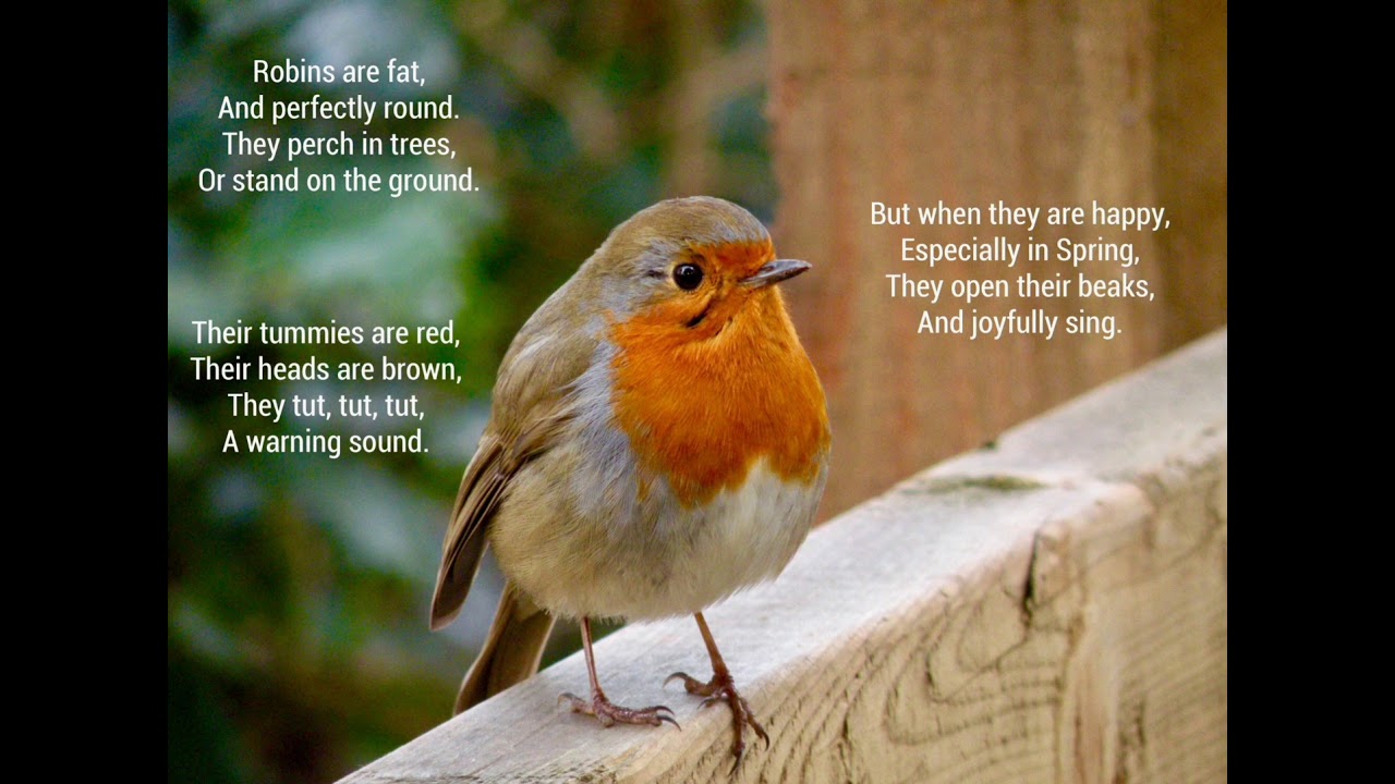 RSPB bird watch Robin Poem - YouTube