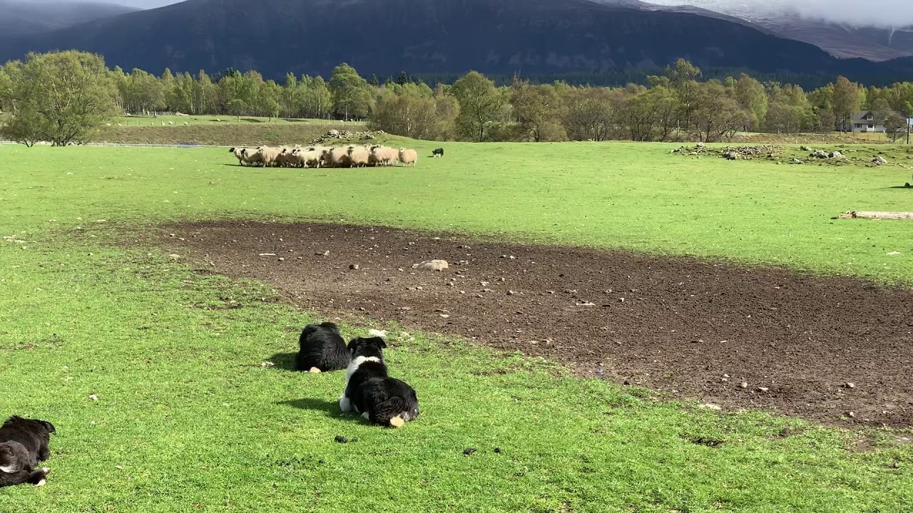Working Sheepdogs at Leault Farm, Scotland, 3 May 2019 - YouTube