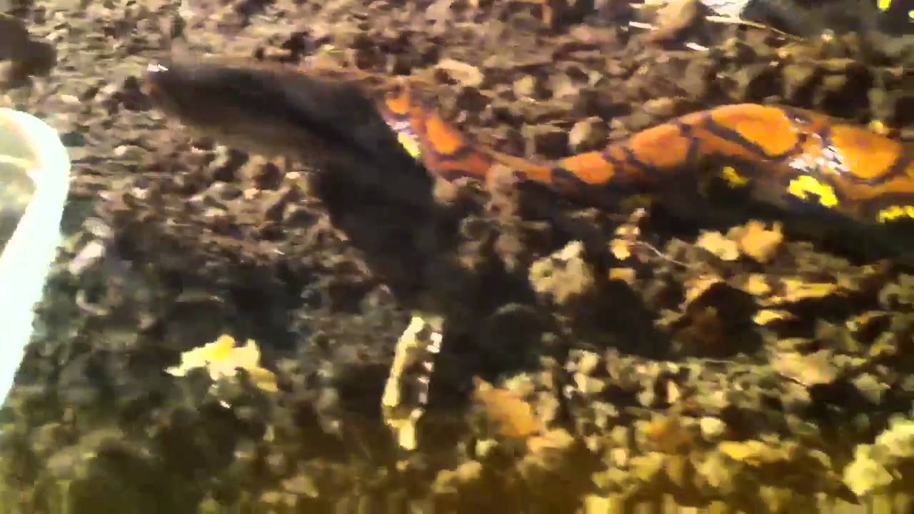 Rainbow boa shedding - YouTube