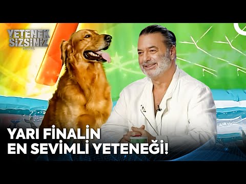 Seyirciyi Hayran Bırakan Köpek 😍 | Yetenek Sizsiniz Türkiye