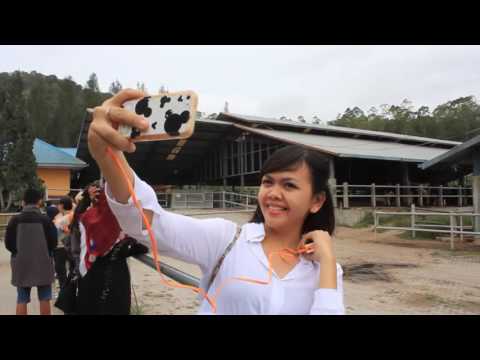 Gundaling Farm, Tempat Merasakan Susu di Area Sinabung