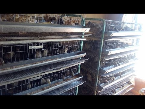 Granja De Codornices Aboyte ( Criadora de Aves de Coral ) #Emprendedor ...