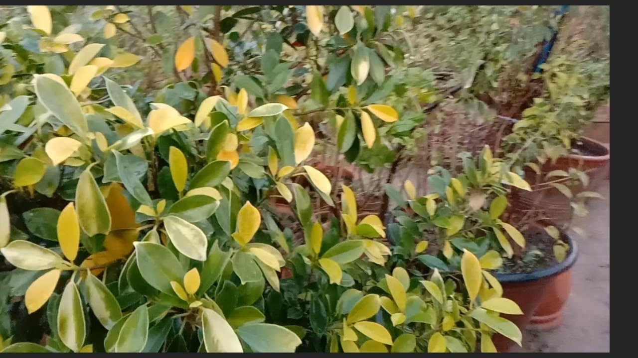 beautiful flowers and plants #Abdullah Pakistani - YouTube