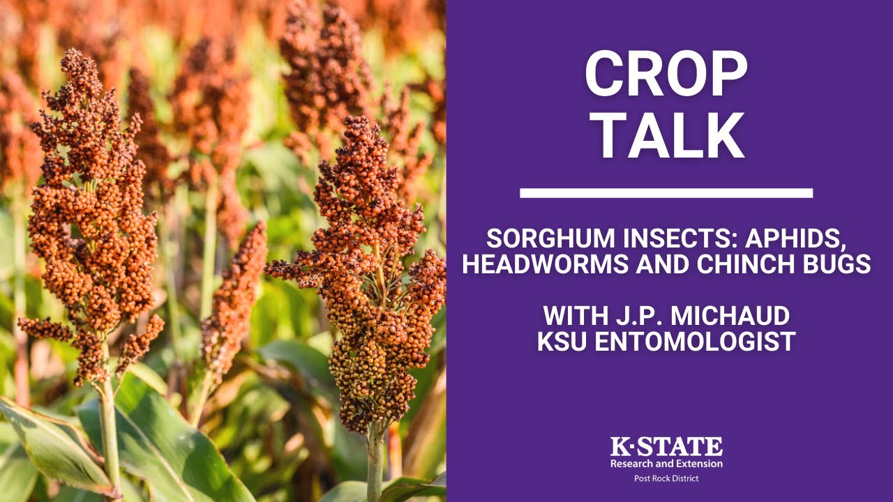 Crop Talk Sorghum Insects: Aphids, Headworms and Chinch Bugs with J.P ...