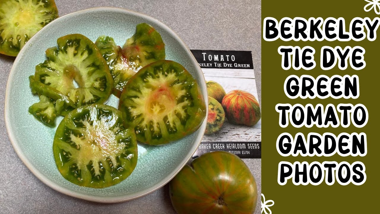 Tomato Garden Photos: BAKER CREEK Berkeley tie dye green tomato ...