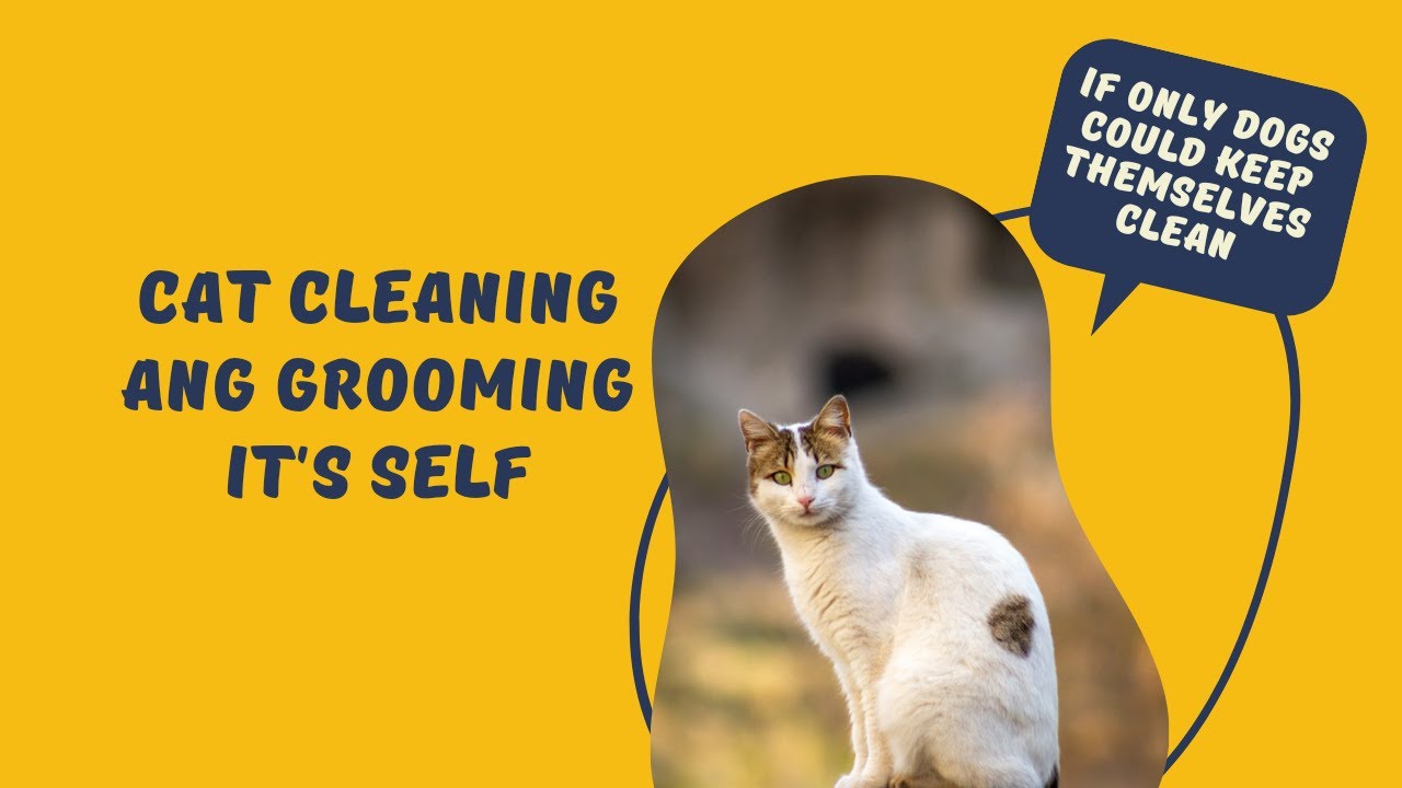 This adorable cat is cleaning its fur like a PRO - YouTube
