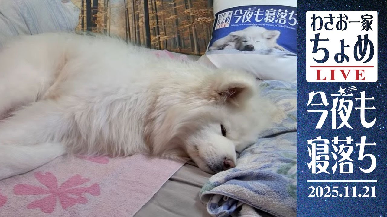 11/21 わさお一家 ちょめ 長毛秋田犬 おやすみ配信 #wasao_official - YouTube