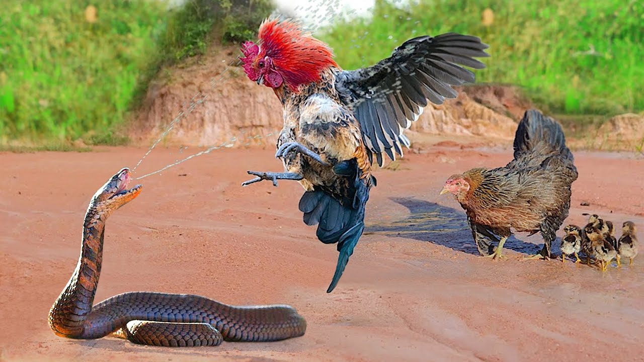 Brave Father And Mother Chicken Save Babies From Snake Attack - YouTube