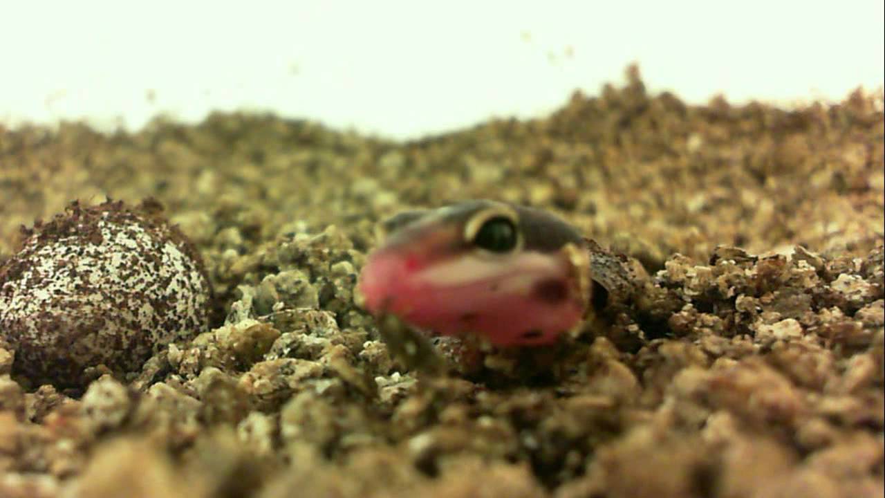 Leopard Gecko Hatching 6 8 15 HD - YouTube