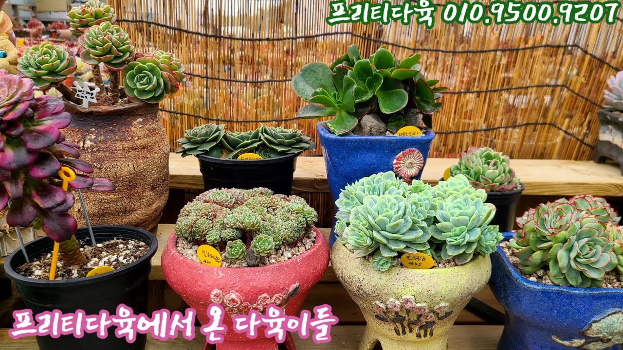 프리티다육에서 분갈이해 온 다육이들 And 예쁜 다육이 언박싱해요 프리티다육 01095009207 Youtube