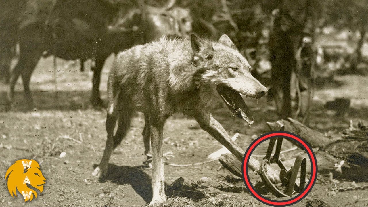 Top 14 Moments When Animals Were Caught On Trap - YouTube