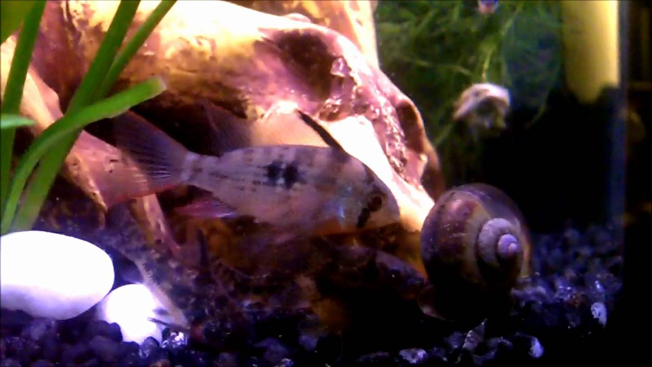 My aquarium (26g) - Neon tetra, guppy, cory cat, kuhli loach, bolivian ...