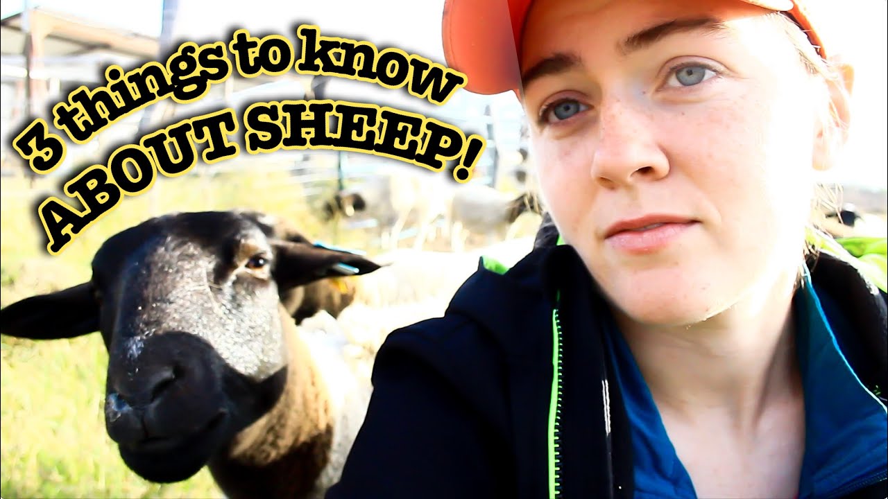 3 THINGS YOU NEED TO KNOW about Sheep | Dorper Sheep Farming - YouTube