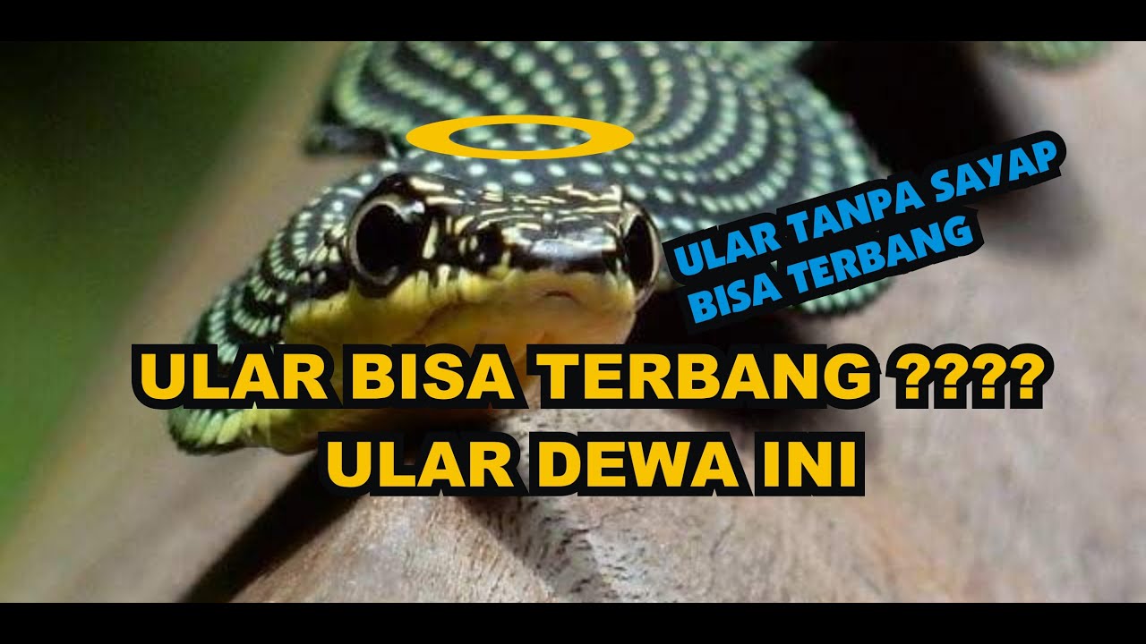 Flying Snake ( Chrysopelea Paradise ) A.K.A ULAR TERBANG - YouTube
