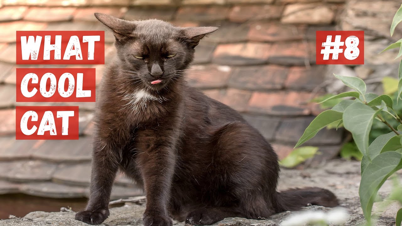 What Cool Cat - Compilation #8 - YouTube