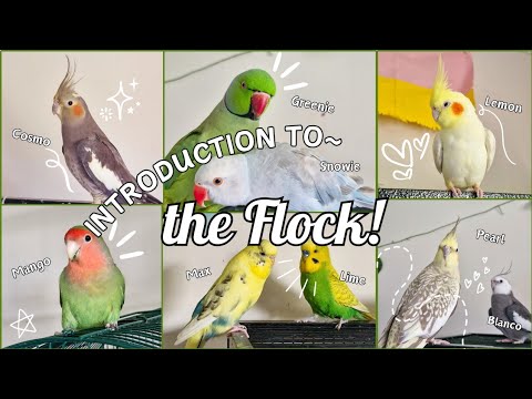 Introduction to The Flock of 9 Birds | Know a Little About Each Birdie ...