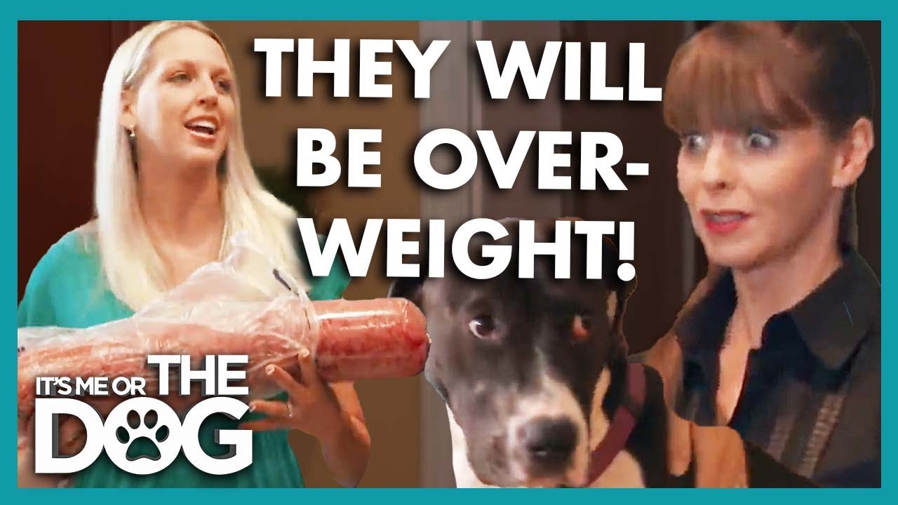 Over-Fed Great Danes Need to Blow Off Some Steam! | It's Me or The Dog ...