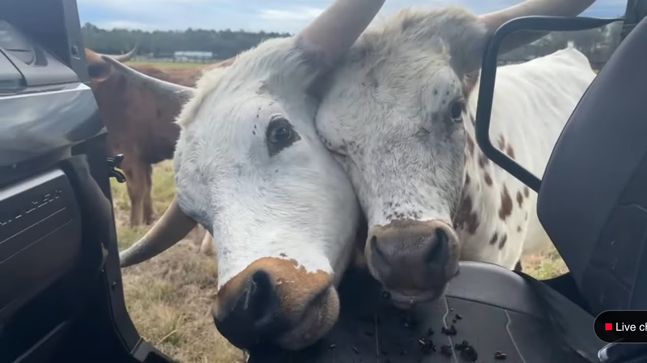 Longhorn Lester's is with LONGHORNS - YouTube