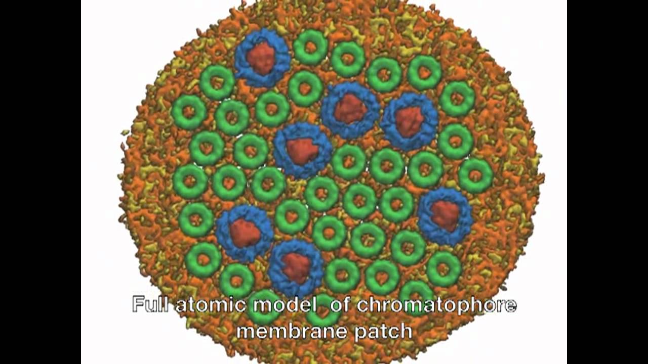 Photosynthetic Membrane Simulation - YouTube
