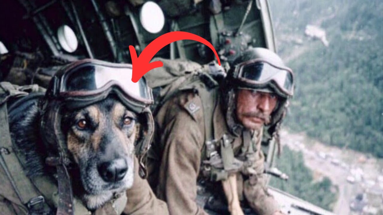 World War II Paratrooper Dogs - They Actually Jumped From Planes Into ...