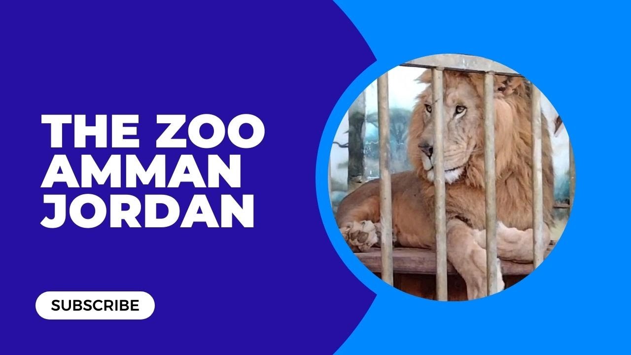 The Zoo Amman Jordan Beauteful Tiger,Lion Forest Animals Lover, - YouTube