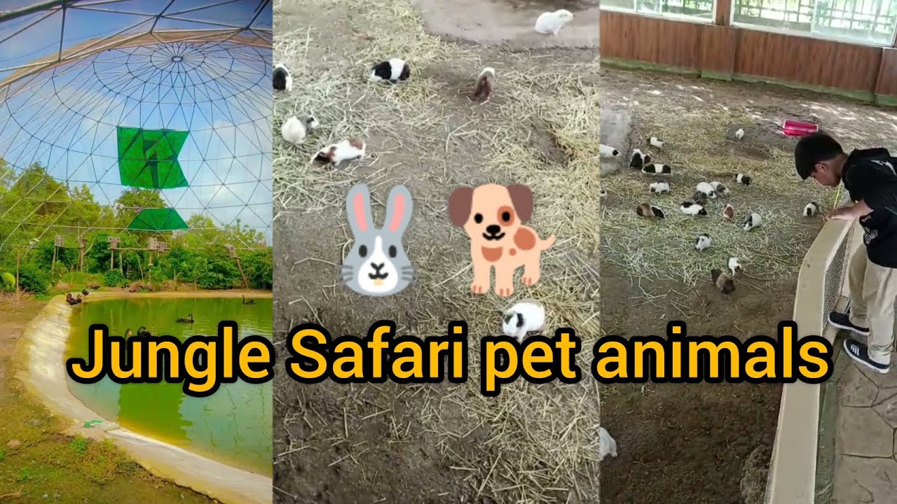 jungle safari and pets zone - statue of unity | Bast zoo in India 🇮🇳 ...