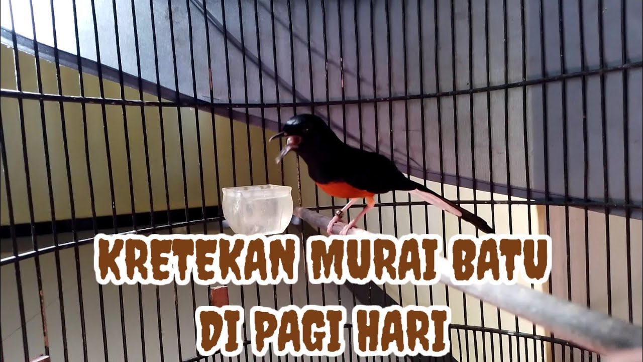 KRETEKAN MURAI BATU DI PAGI HARI - YouTube