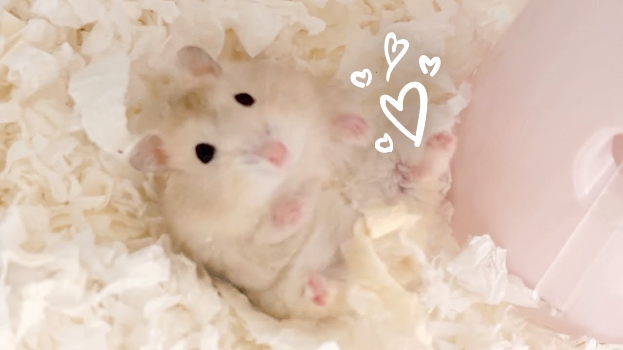 놀라 뒤집힌 아기 햄스터 🐹 Youtube