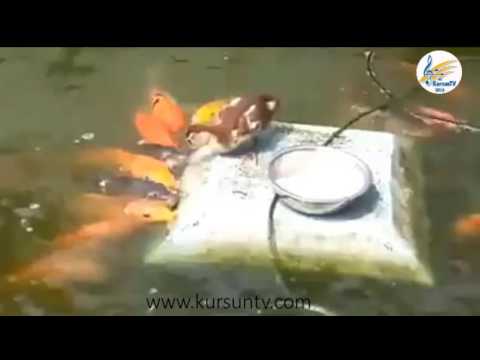 Hayvanların dostluı ibretlik