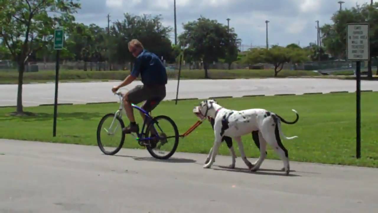 2 Great Danes using the K9 Cruiser bicycle leash for the 1st time - YouTube