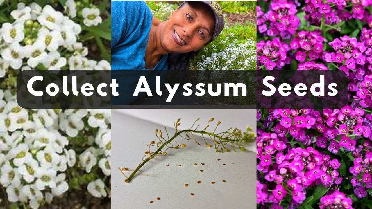 How To Collect Alyssum Seeds 🌱 Harvest Store Save Lobularia - YouTube