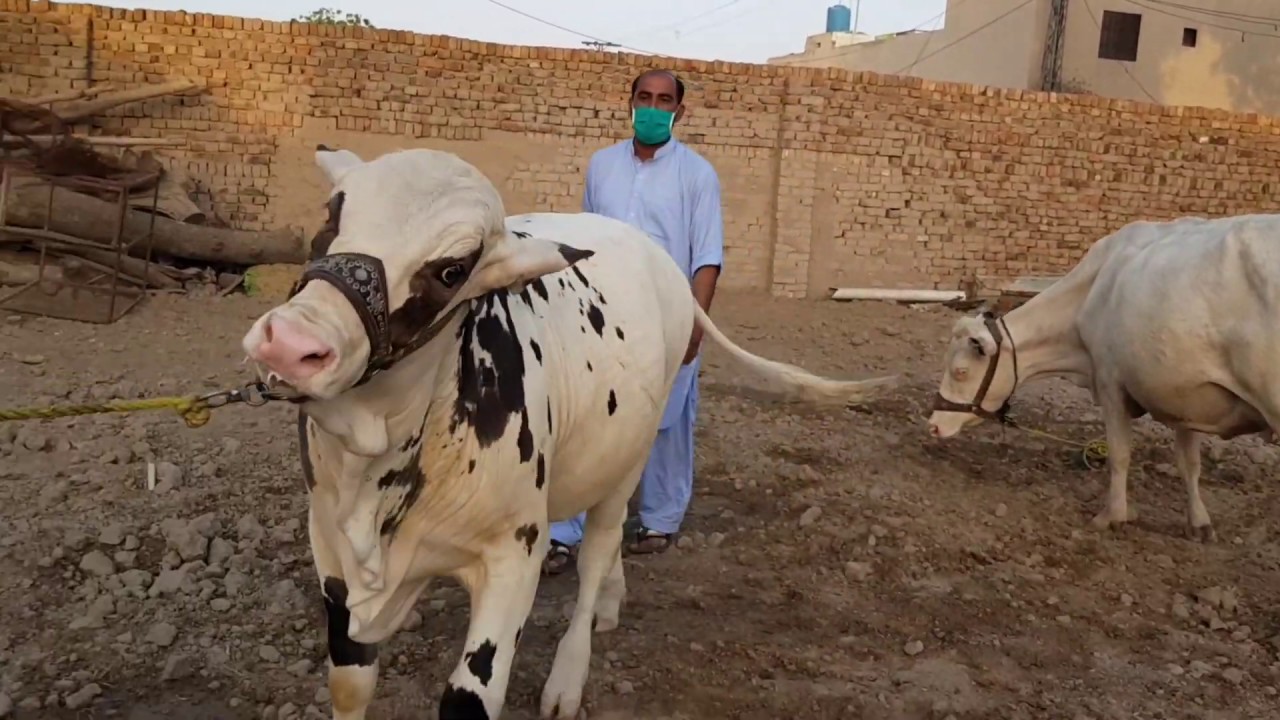 pakistani cows brahman cow cross - YouTube