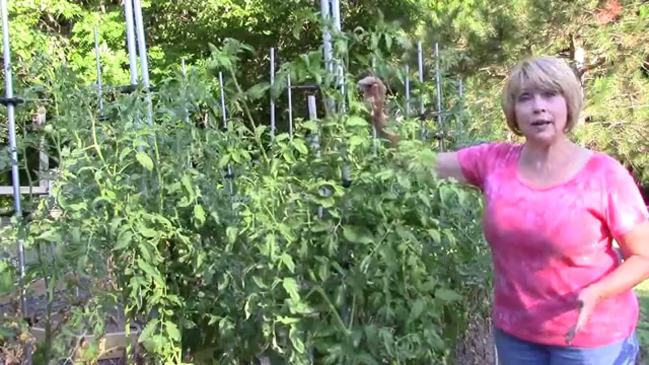 Supporting Large Tomatoes with the Tomato Ring: "Just Tuck It Up ...