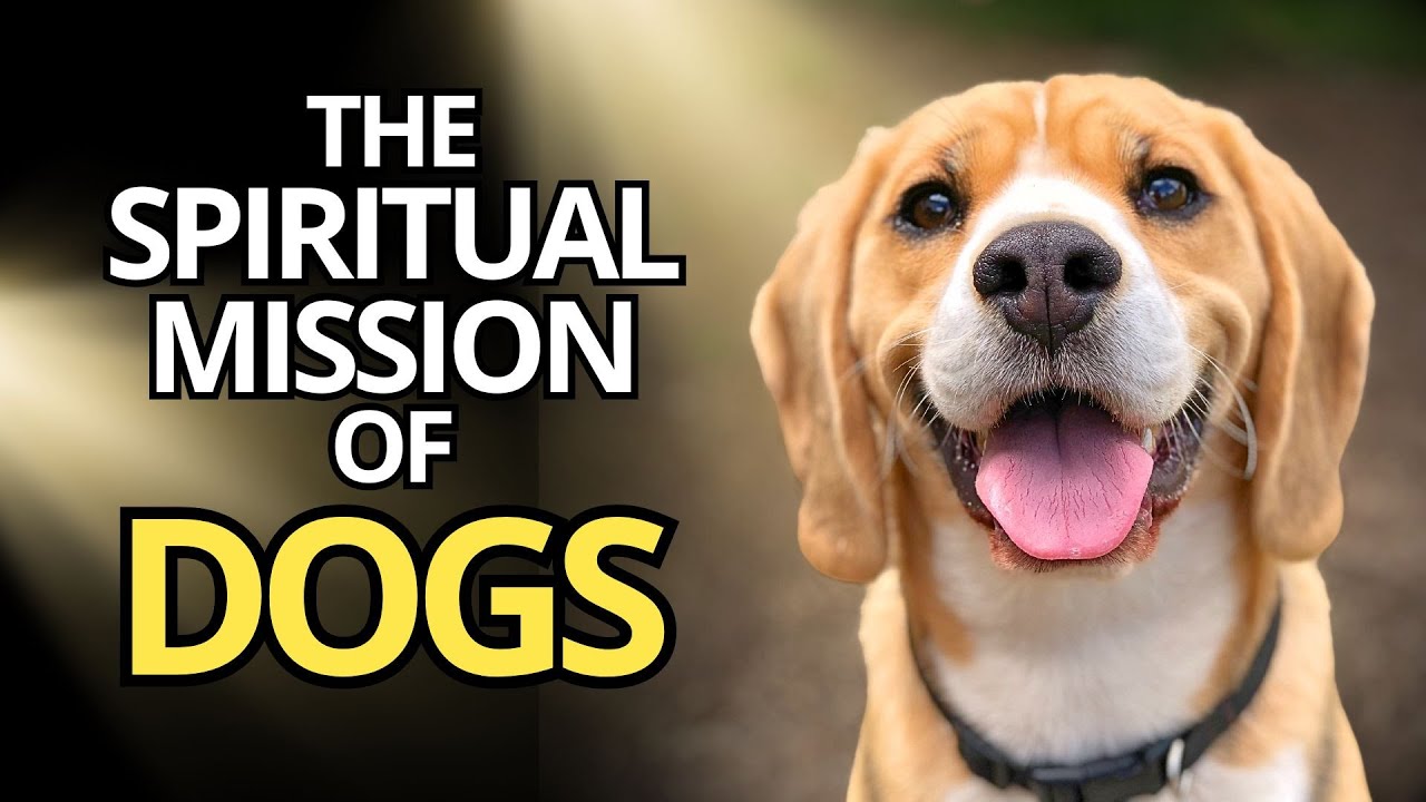 The Spiritual Mission of DOGS 🐶🌟 - YouTube