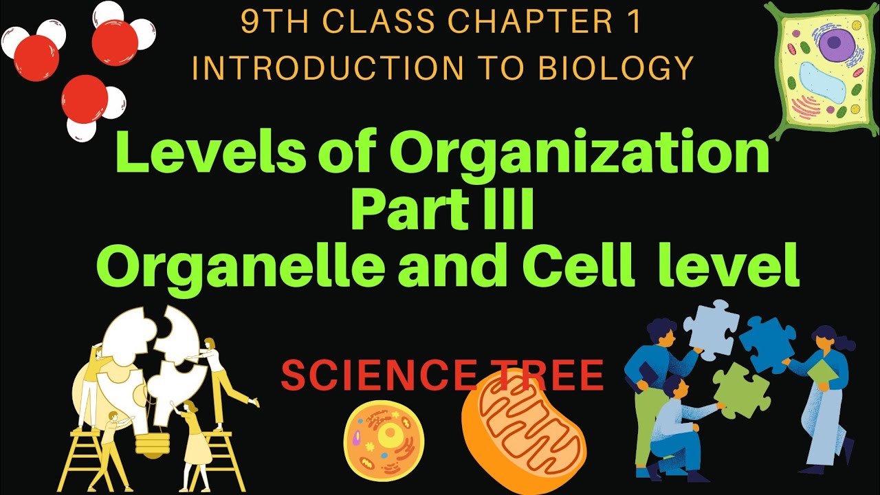 Organelles of the Cell | Organelle and Cell Level - YouTube