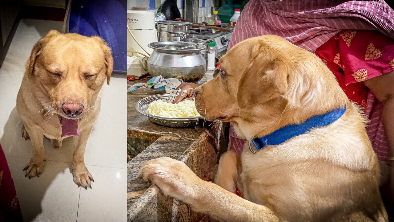What Little John eat in a day 🤔 | My Dog’s Diet Plan 🐾 || Cute dog ...