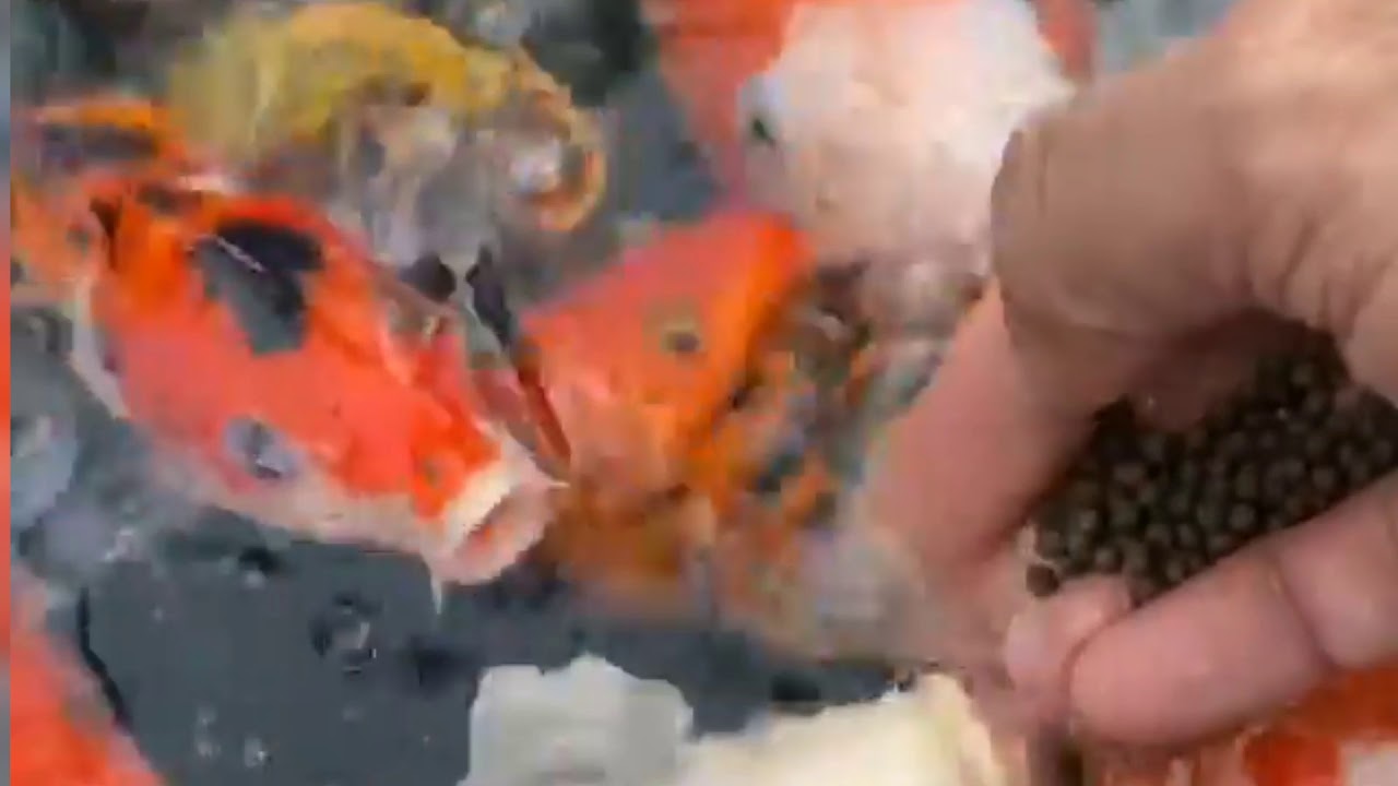 koi Carp Eating Video - YouTube