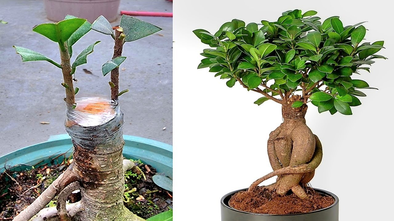 How To Grow Ficus Plant - YouTube