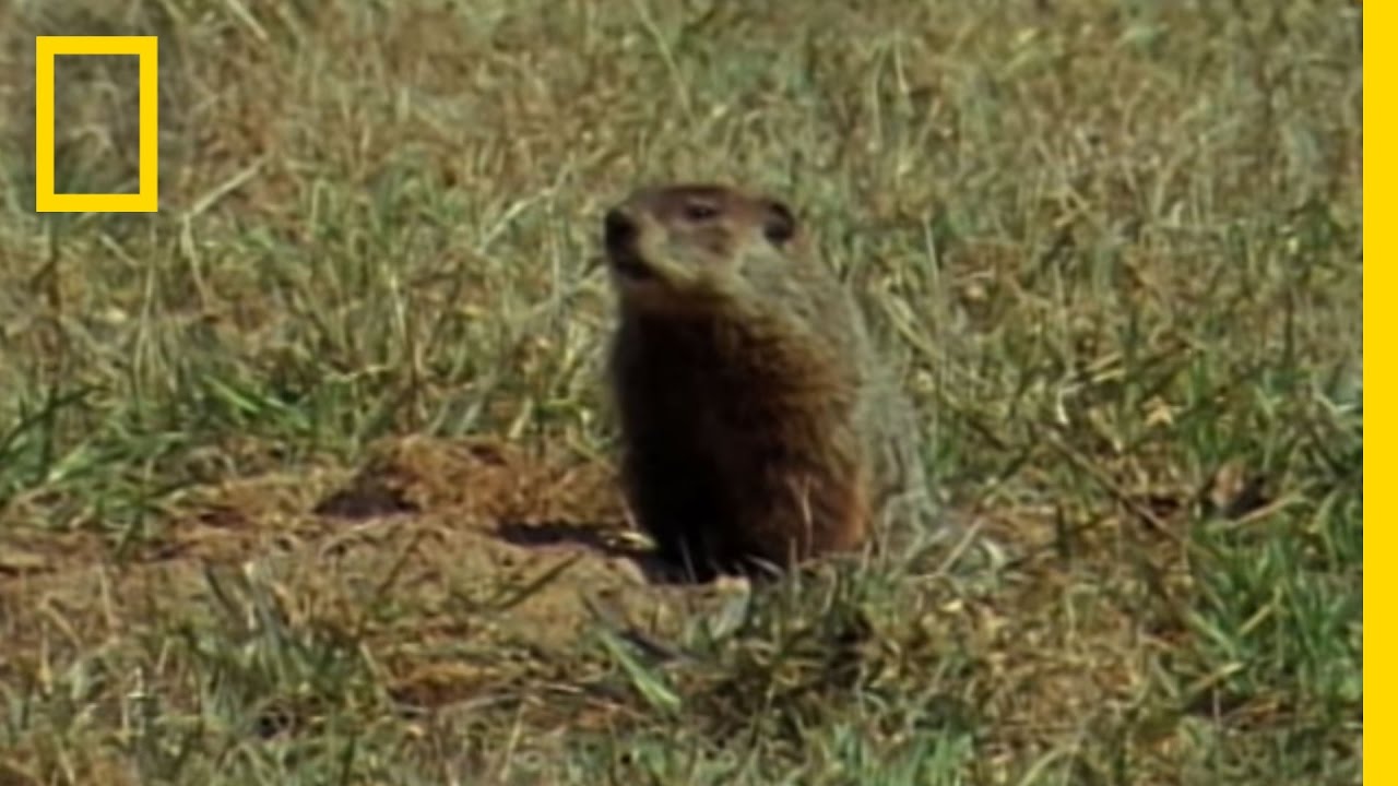 Groundhog Forecasters | National Geographic - YouTube